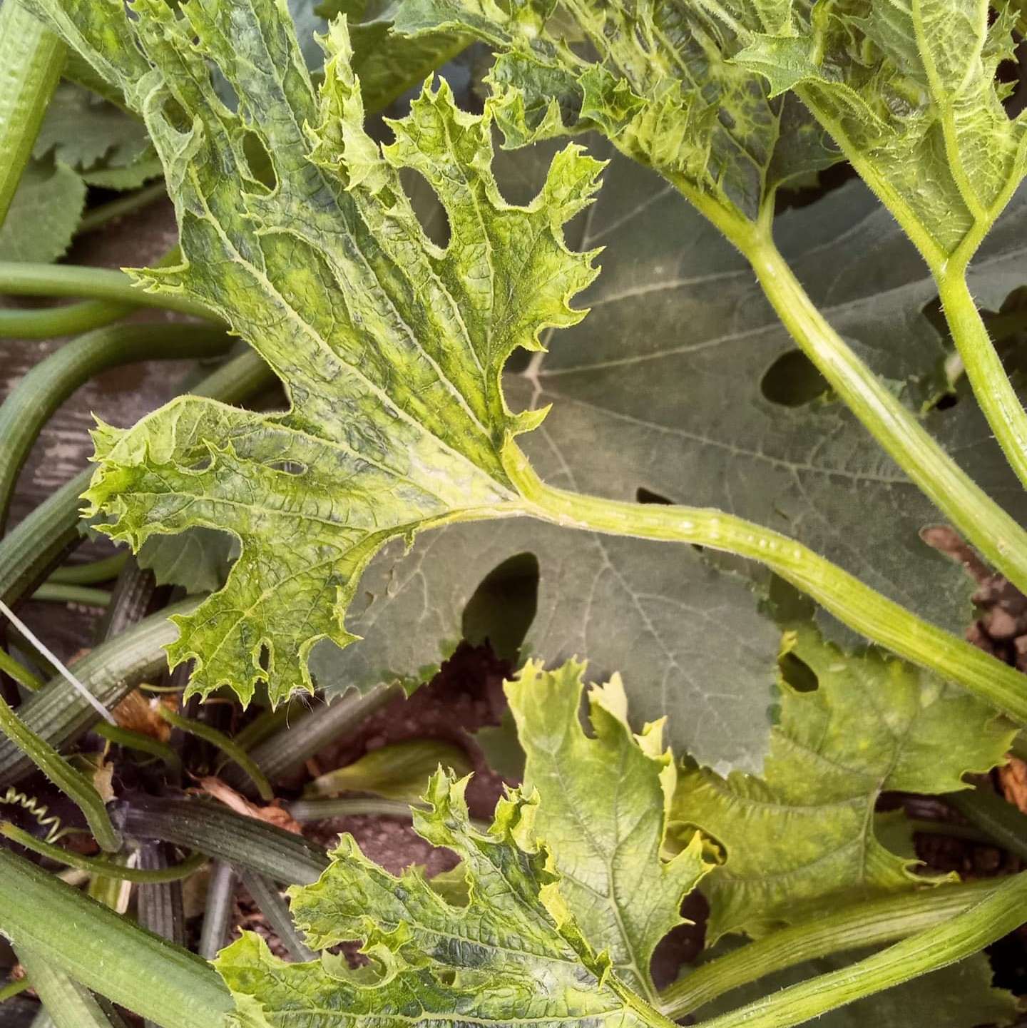 Courgette plein champ - Mode de récolte et transmission des virus ...