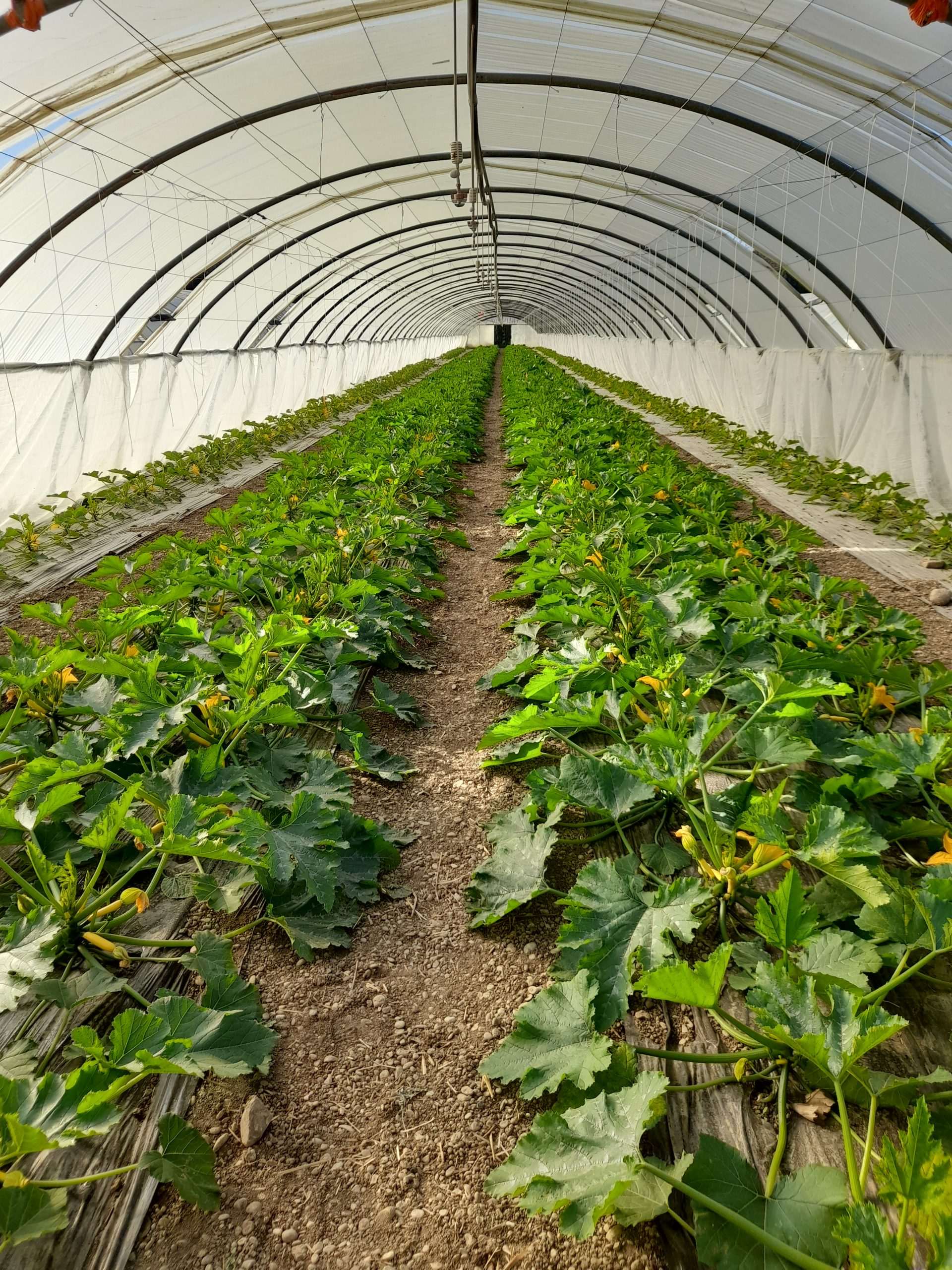 Courgette longue verte et jaune - Nouvelles variétés - 2019 - Aprel